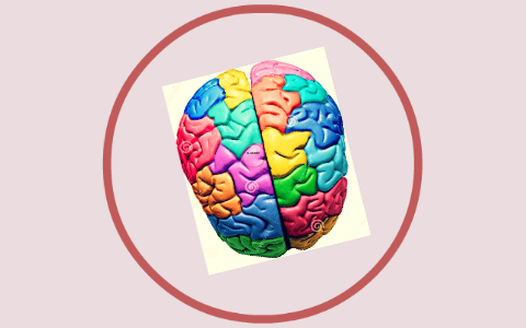 El Cerebro By Taty Morales On Prezi