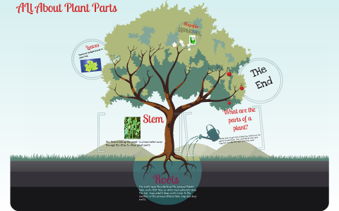 All About Plant Parts by Purecia Matthews on Prezi