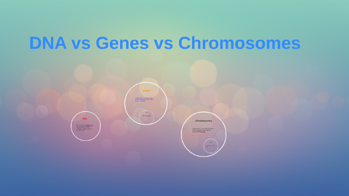 dna vs chromosomes vs genes by abigail alvarado on Prezi