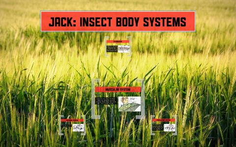 Jack: Insect body systems by Mr.Wilson Class on Prezi