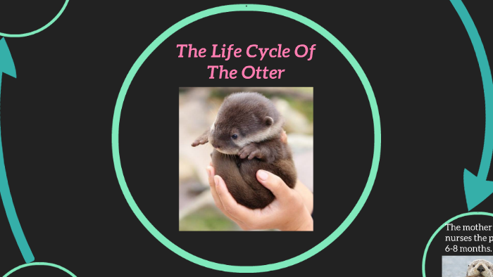 The Life Cycle Of The Otter by Mili Mili on Prezi