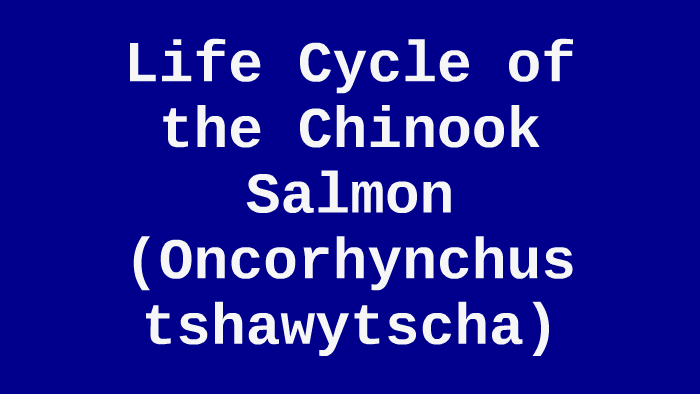 Life Cycle of the Chinook Salmon by Amae Merrill on Prezi