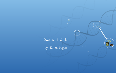 Dwarfism in Cattle by Karlee Logan on Prezi