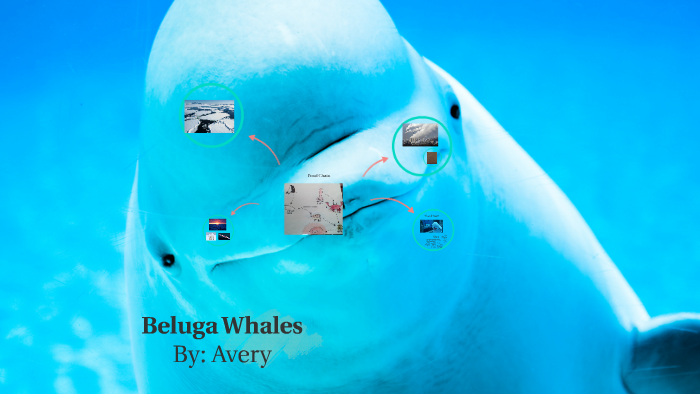 Beluga Whales by Avery Cano