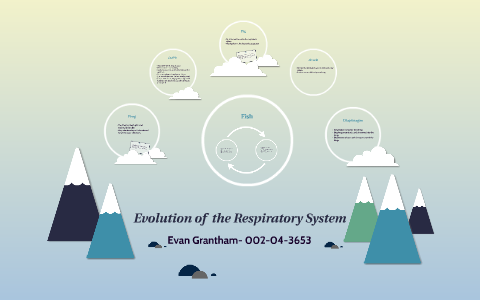 Evolution of the Respiratory System by Evan Grantham on Prezi