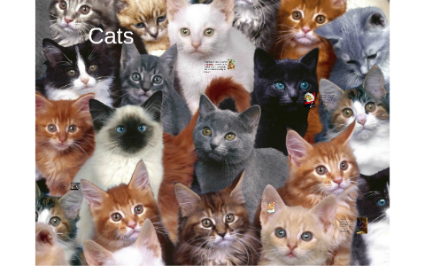 heaviest domestic cat on record is 21.297 kilograms (46 lb by on Prezi