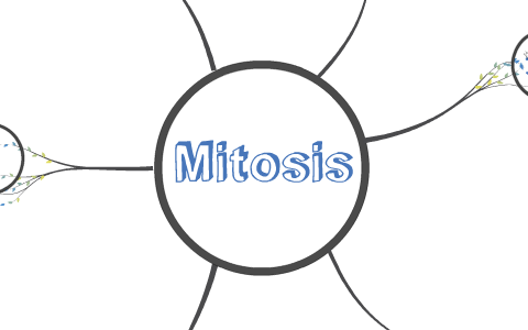 the cell cycle through Mitosis by Rendon Bright on Prezi
