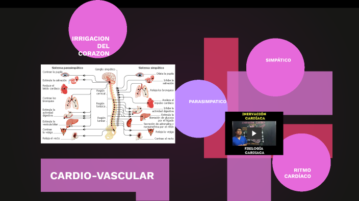 INERVACION DEL CORAZÓN by Ruth Mayhely Meza Sosa on Prezi