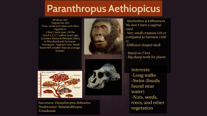 Paranthropus Aethiopicus by Brian Gutierrez on Prezi