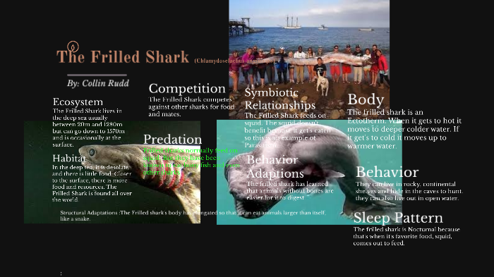 Frilled Shark Habitat