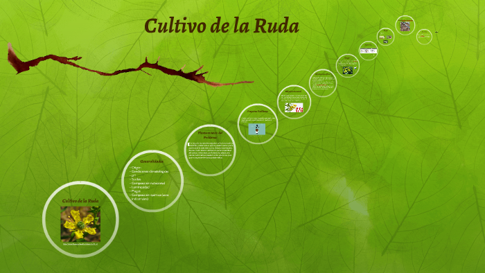 Cultivo de la ruda by david alejandro avila poveda on Prezi