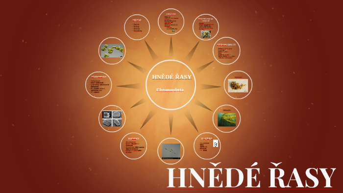 HNĚDÉ ŘASY by Frantiska Tranova on Prezi