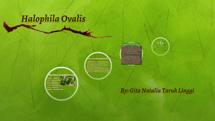 Halophila Ovalis by gita natalia on Prezi