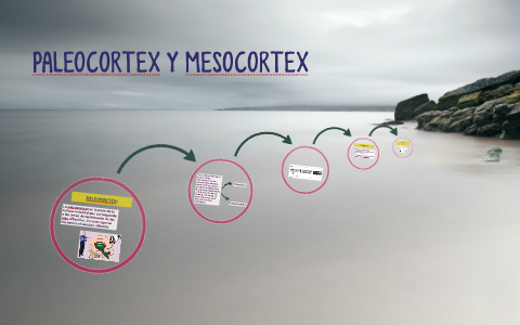 PALEOCORTEX Y MESOCORTEX by Lola Rodriguez Navarro on Prezi