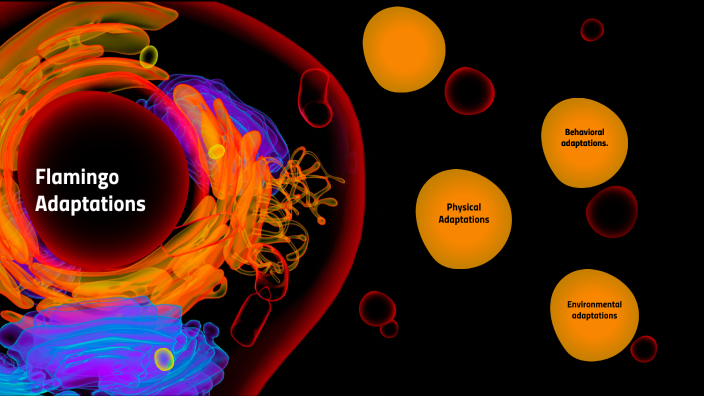 Flamingo Adaptations by Kelly Allen on Prezi