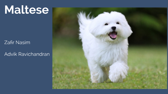 Maltese by Advik Ravichandran on Prezi