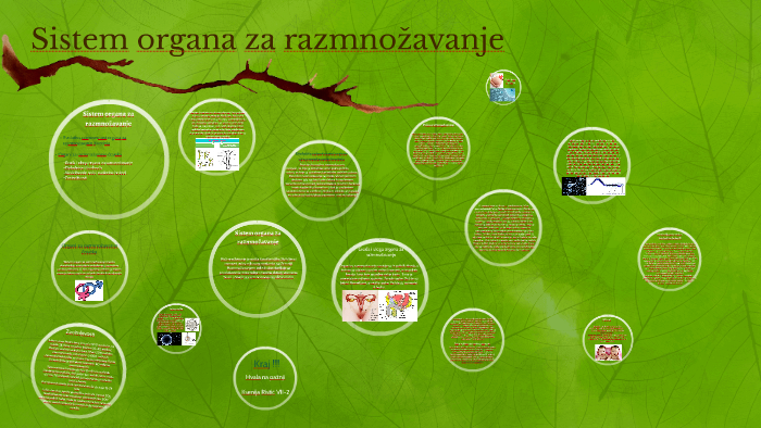 Sistem organa za razmnožavanje by Ksenija Ristic on Prezi