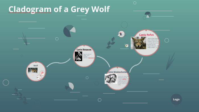 Cladogram of a Grey Wolf by emily acevedo on Prezi
