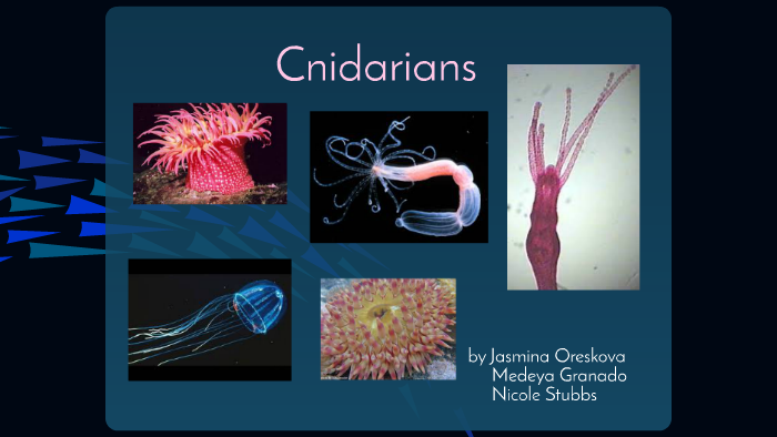 Types Of Cnidarians