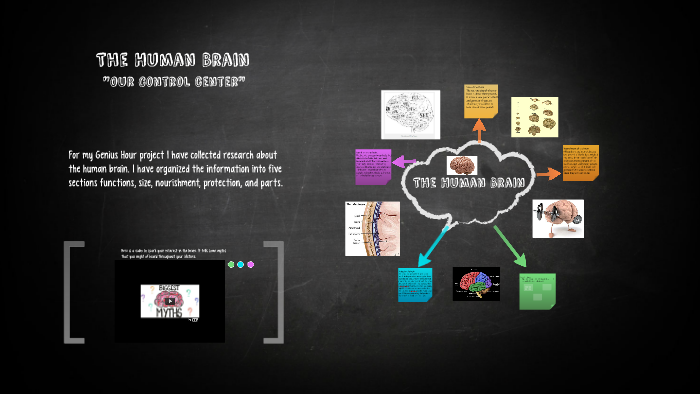 The Brain: Our Control center by Nicholas Hollander on Prezi