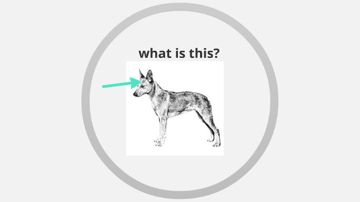 what is this? by Alexis Schick on Prezi