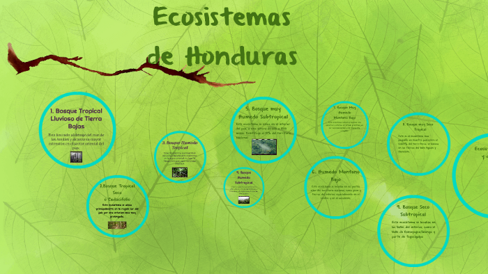 Principales Ecosistemas de Honduras by Glena Aleman on Prezi
