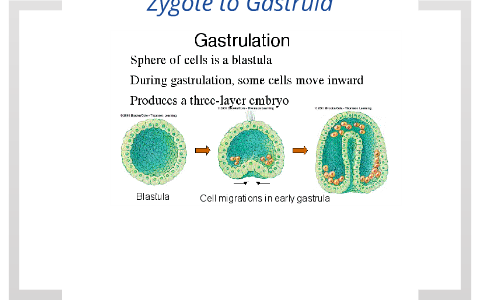 Zygote to Gastrula by Kelsey Walker on Prezi