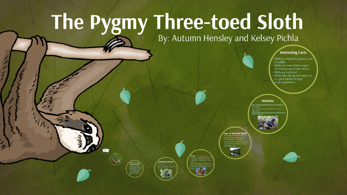 Pygmy Three-toed Sloth by Autumn Hensley on Prezi