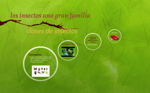 los insectos una gran familia by liliana Salazar arias