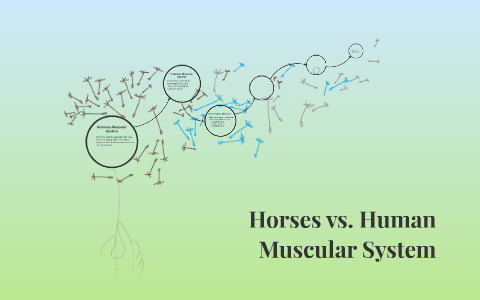 Horses vs. Human Muscular System by Isabella Anand on Prezi
