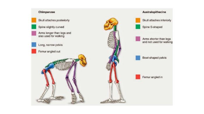 evol of human by simon lumbus on Prezi