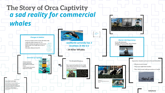 SeaWorld and their Orca Captivity by Kayla Gunnels