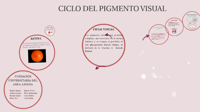CICLO VISUAL OPTOMETRIA by luisa fernanda velasco on Prezi