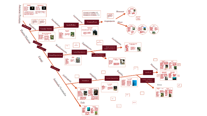 Diversity of Life Scavenger Hunt by Sam Huynh on Prezi
