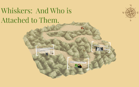 Whiskers: And Who is Attached to Them by Piper McKee on Prezi