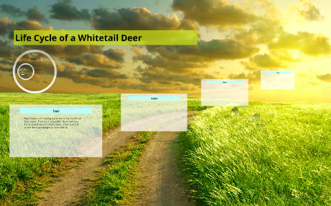 Life Cycle of a Whitetail Deer by Tony Diaz on Prezi