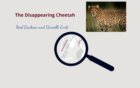 Cheetah Genetic Diversity by Neel Brahme on Prezi