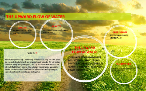 THE UPWARD FLOW OF WATER by Quelele Rodriguz on Prezi
