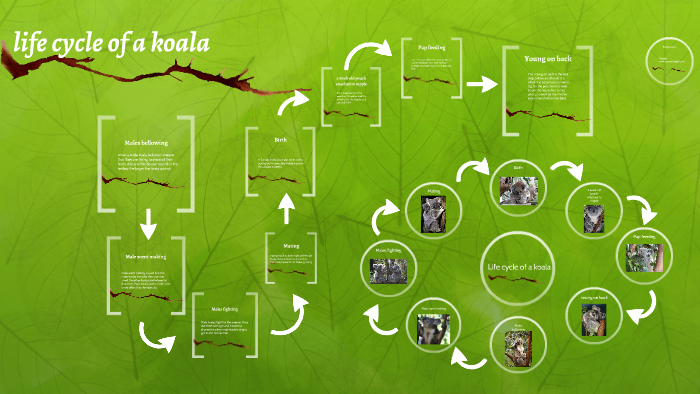 life cycle of a koala by Tori Peck on Prezi