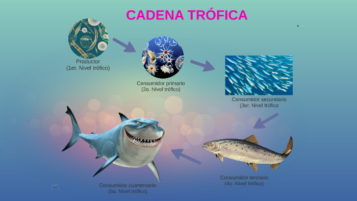 CADENA TRÓFICA by belem paez on Prezi