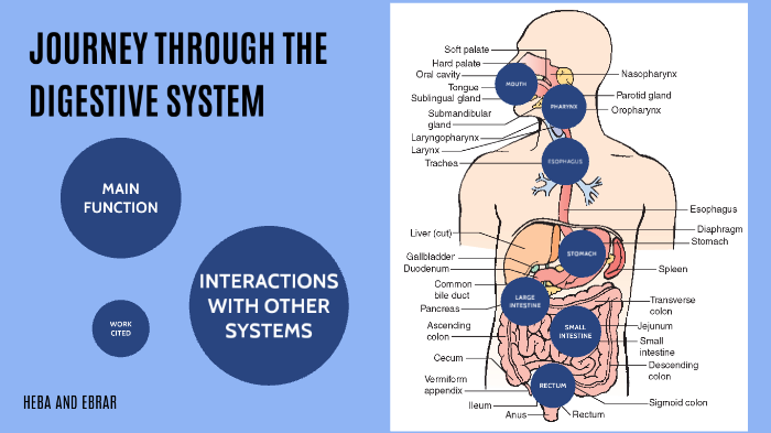 Digestive system by Heba Janjua on Prezi