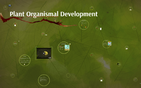 Plant Organismal Development by Grace Carlton on Prezi