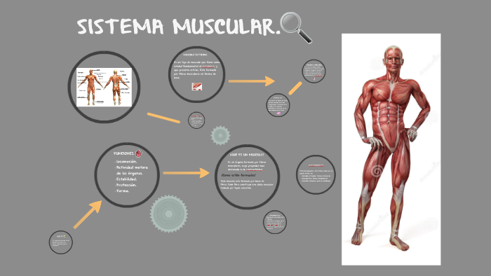 SISTEMA MUSCULAR. by Paula Ruiz