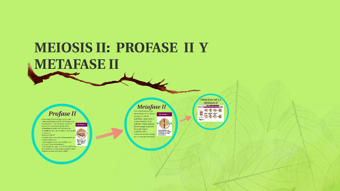 PROFASE II Y METAFASE II síntesis - biología by Leslie Sialer Arévalo ...