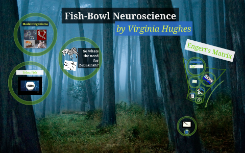 Fish-Bowl Neuroscience by winter bruner on Prezi