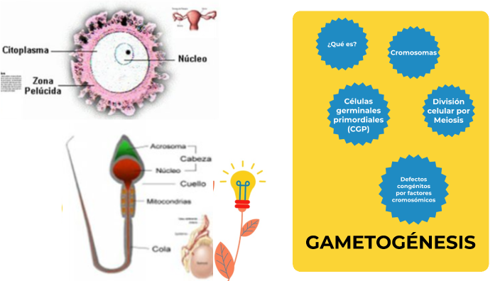 GAMETOGÉNESIS by Elvia Giron on Prezi