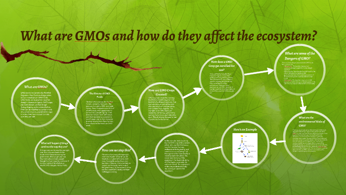 What are GMOs and how do they affect the ecosystem? by Brian Chun on Prezi