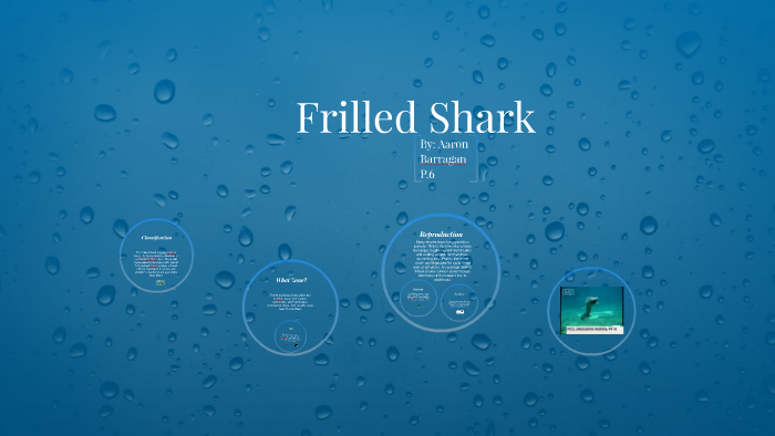 Frilled Shark by Aaron Barragan on Prezi