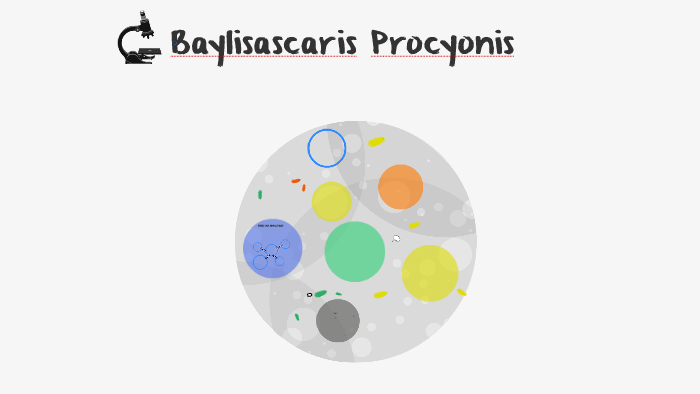 Baylisacsaris Procyonis - The Raccoon Roundworm by Elsa Martinez on Prezi