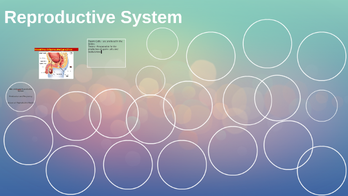Reproductive System by Angel Lebios on Prezi